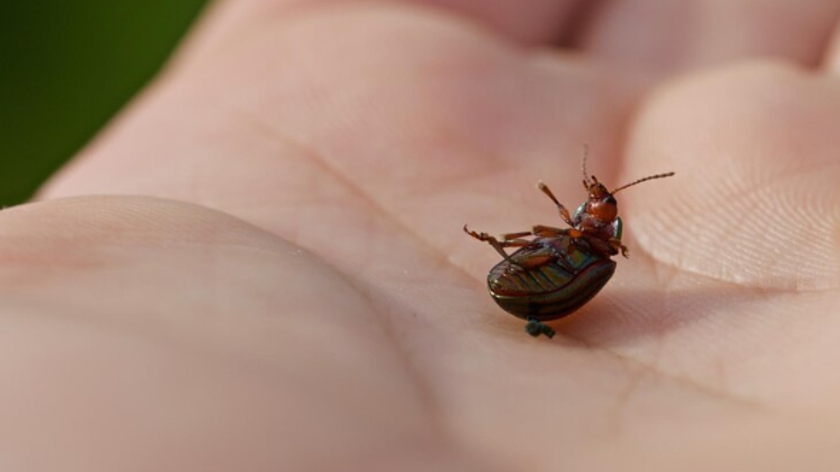 Lyme Disease Is Becoming A Big Issue Across US, Know The Causes, Early ...