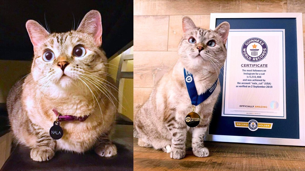 International Cat Day 2024: World’s Richest Cat Has Net Worth Of £80 ...