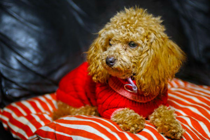 7 Dog Breeds For Older People- Boldsky