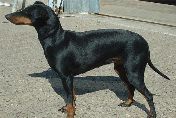 7 Dog Breeds For Older People- Boldsky