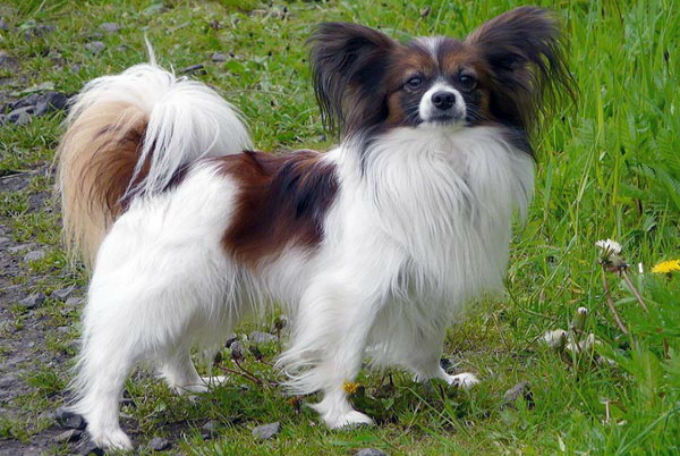 7 Dog Breeds For Older People- Boldsky