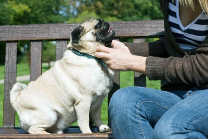 7 Dog Breeds For Older People- Boldsky